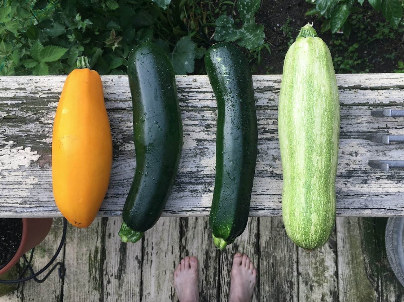 Colorado Squash – Food Smart Colorado